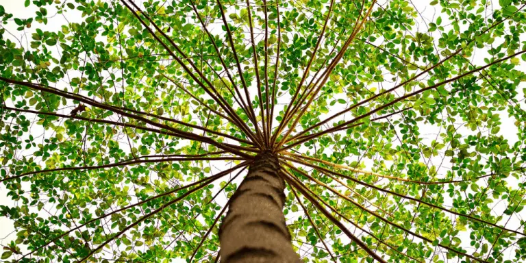 What to Do When Your Neighbors Tree Overhangs Your Property