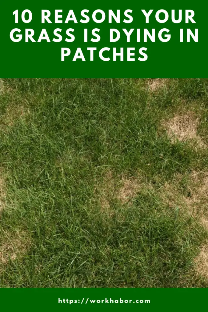 10 Reasons Your Grass Is Dying In Patches