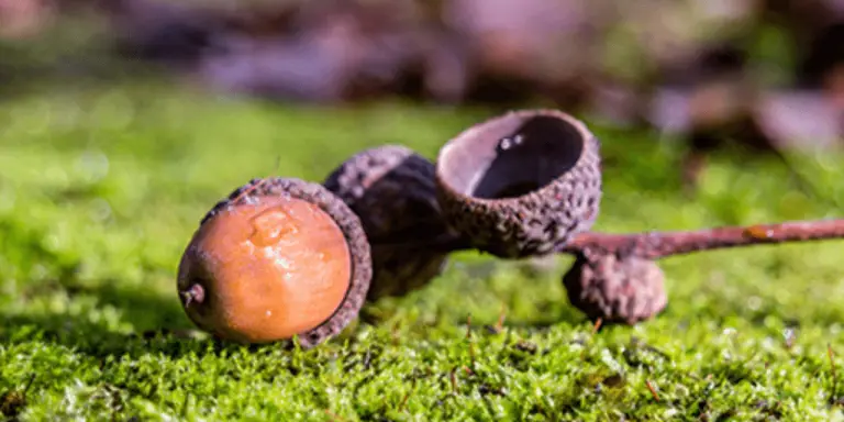 7 Of The Best Ways To Pick Up Acorns From Yard