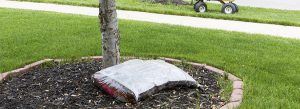 Expert Guide On How To Mulch Around Trees – Workhabor | Workhabor
