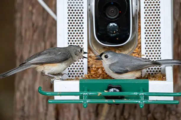 7 Highest Rated Smart Bird Feeders for Backyard Birding - WORKHABOR